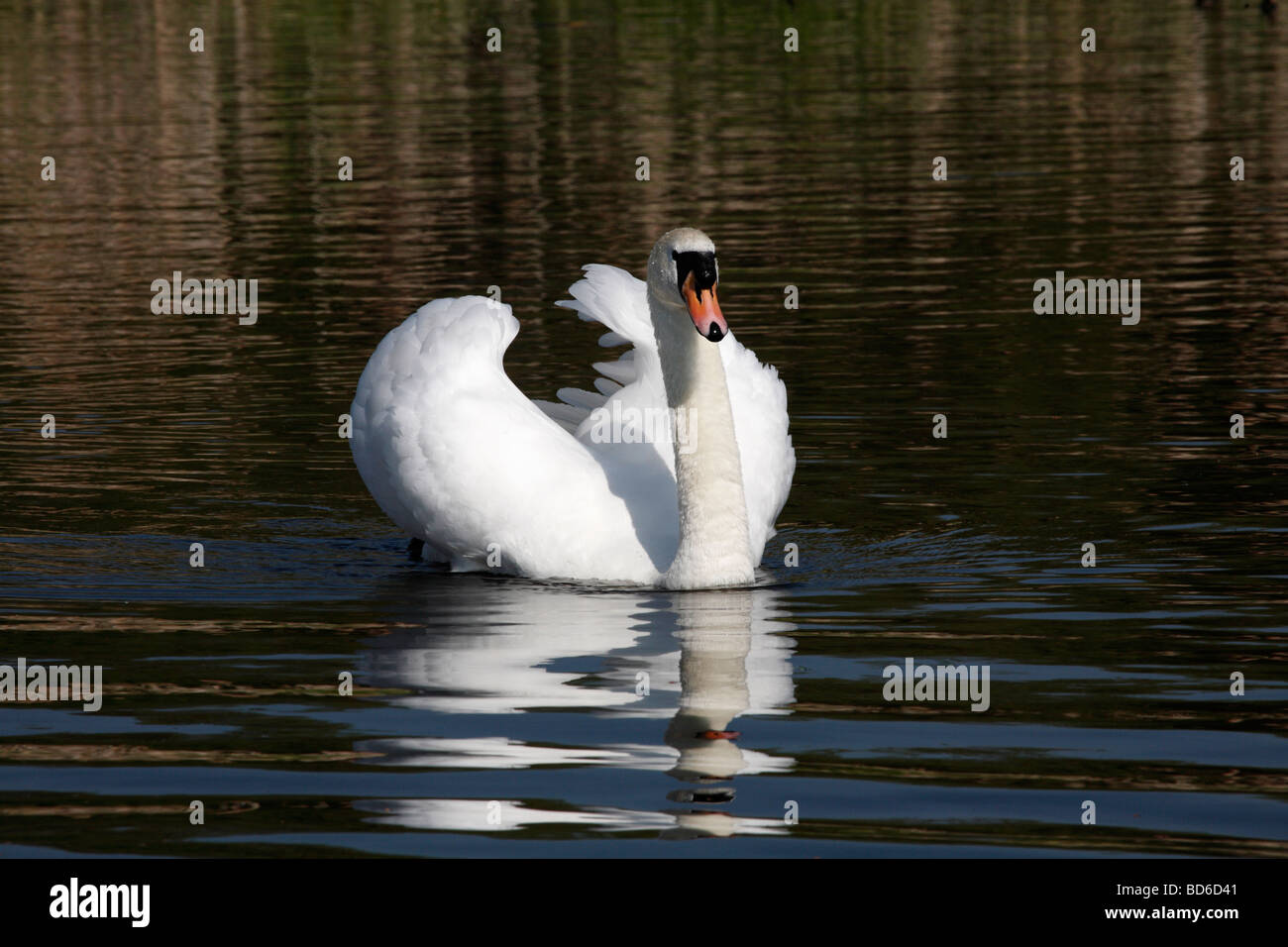 White Swan Fairburn Ings Castleford West Yorkshire UK Stock Photo - Alamy