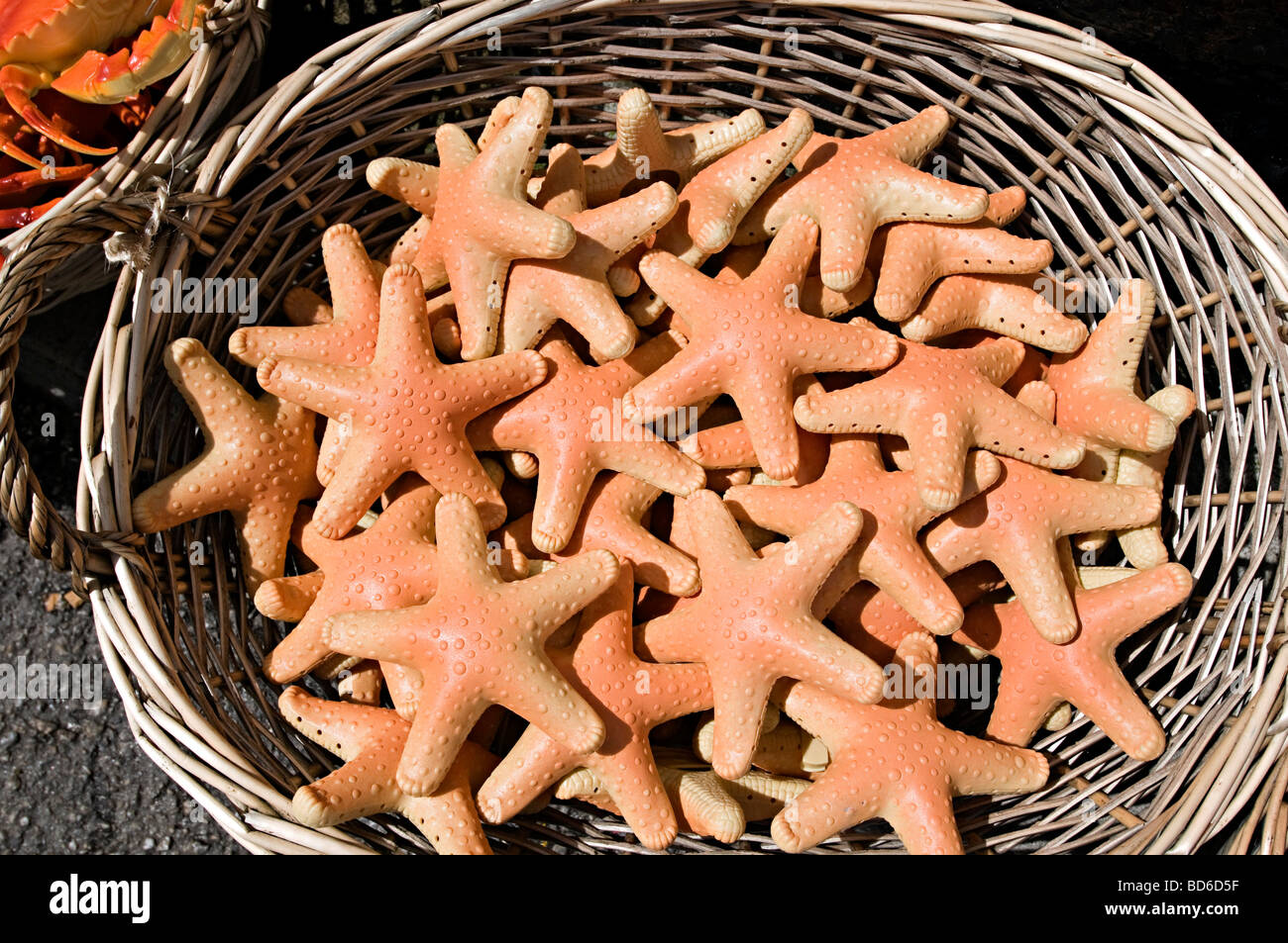 sea shells for sale on holiday in st ives cornwall Stock Photo - Alamy