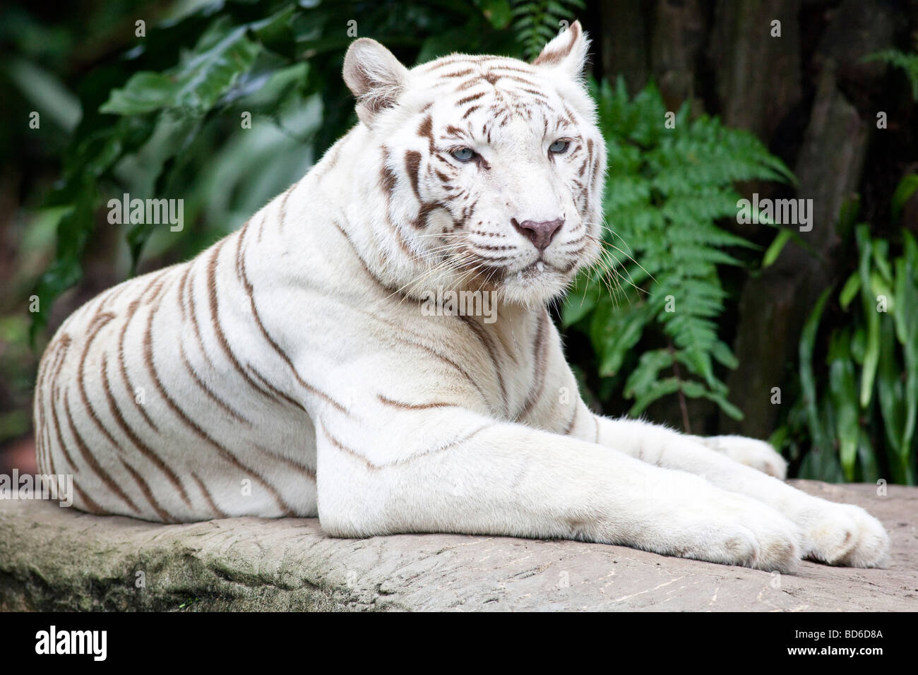 Adult Female White Bengal Tiger High Resolution Stock Photography and ...