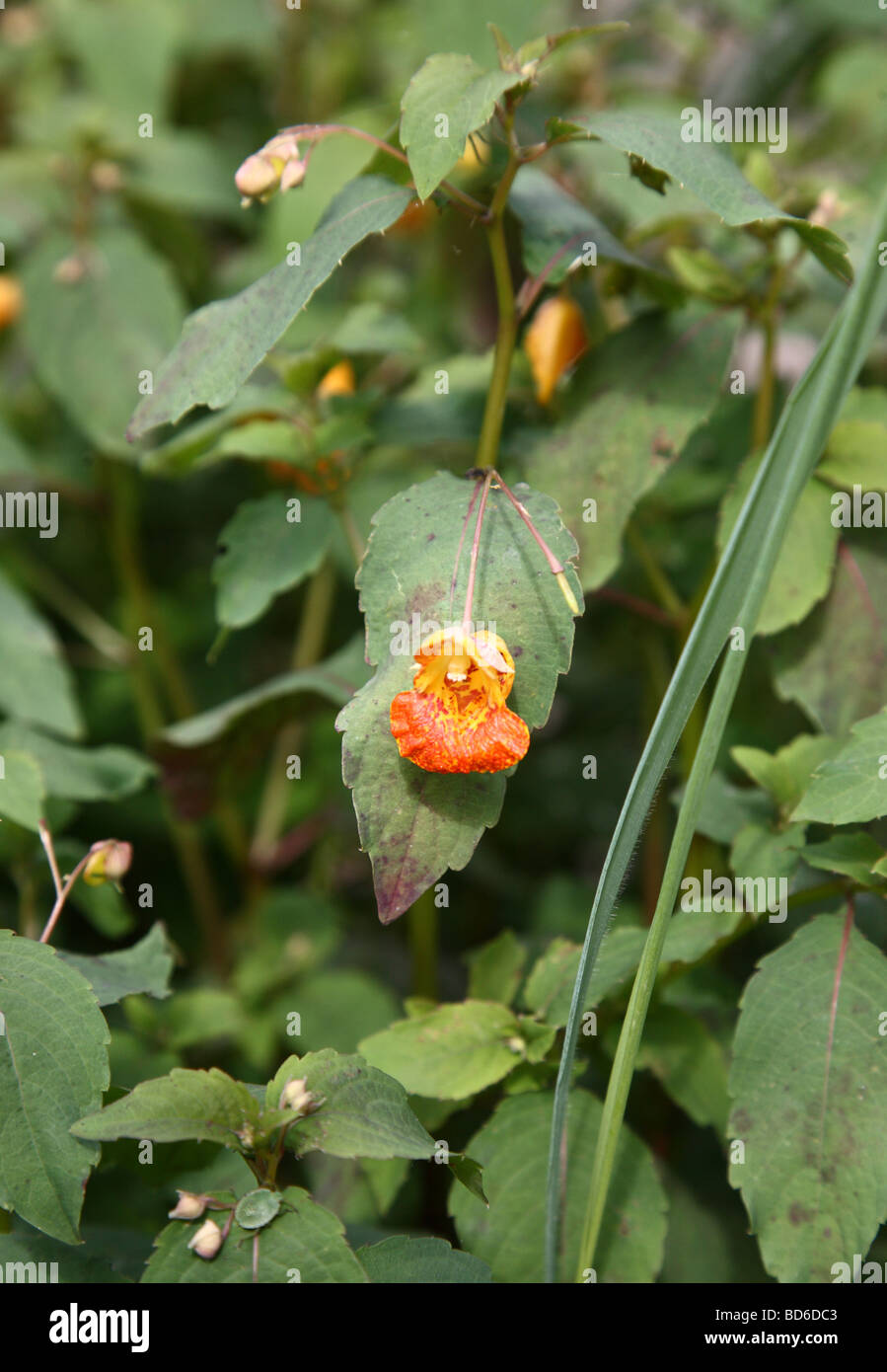 Himalayan Orange balsam flower Stock Photo - Alamy