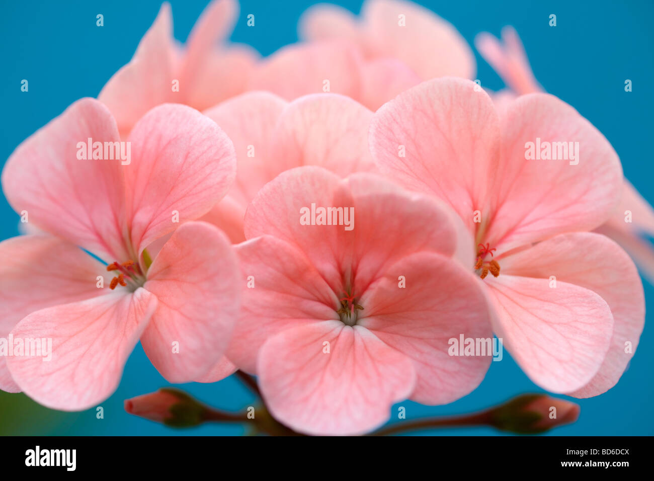 Geranium field hi-res stock photography and images - Alamy