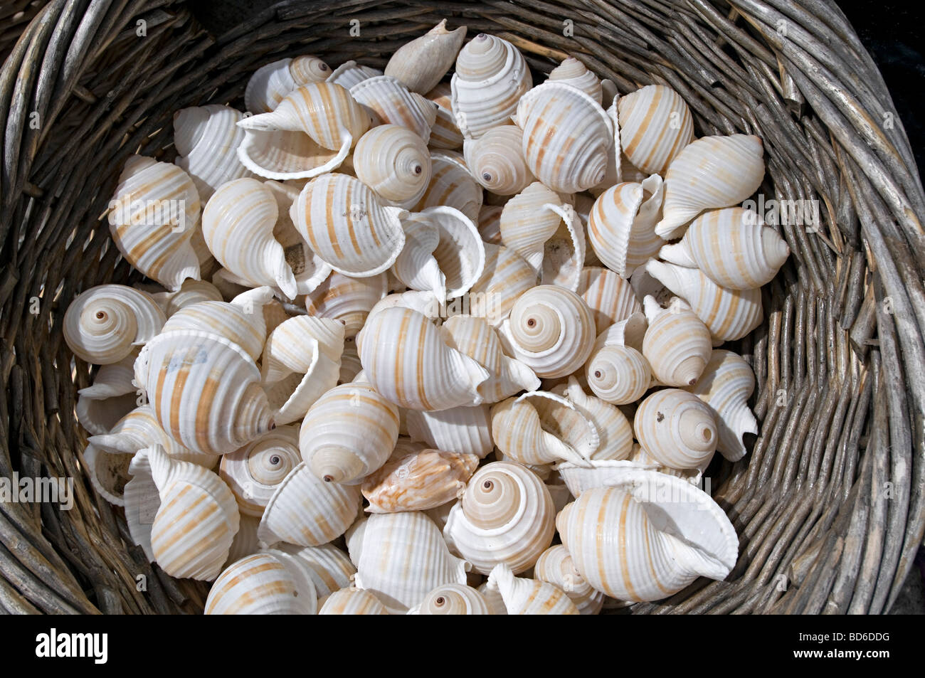 sea shells for sale on holiday in st ives cornwall Stock Photo - Alamy