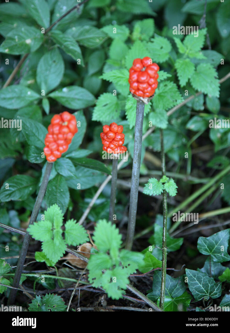 Bright cuckoo pint hi-res stock photography and images - Alamy