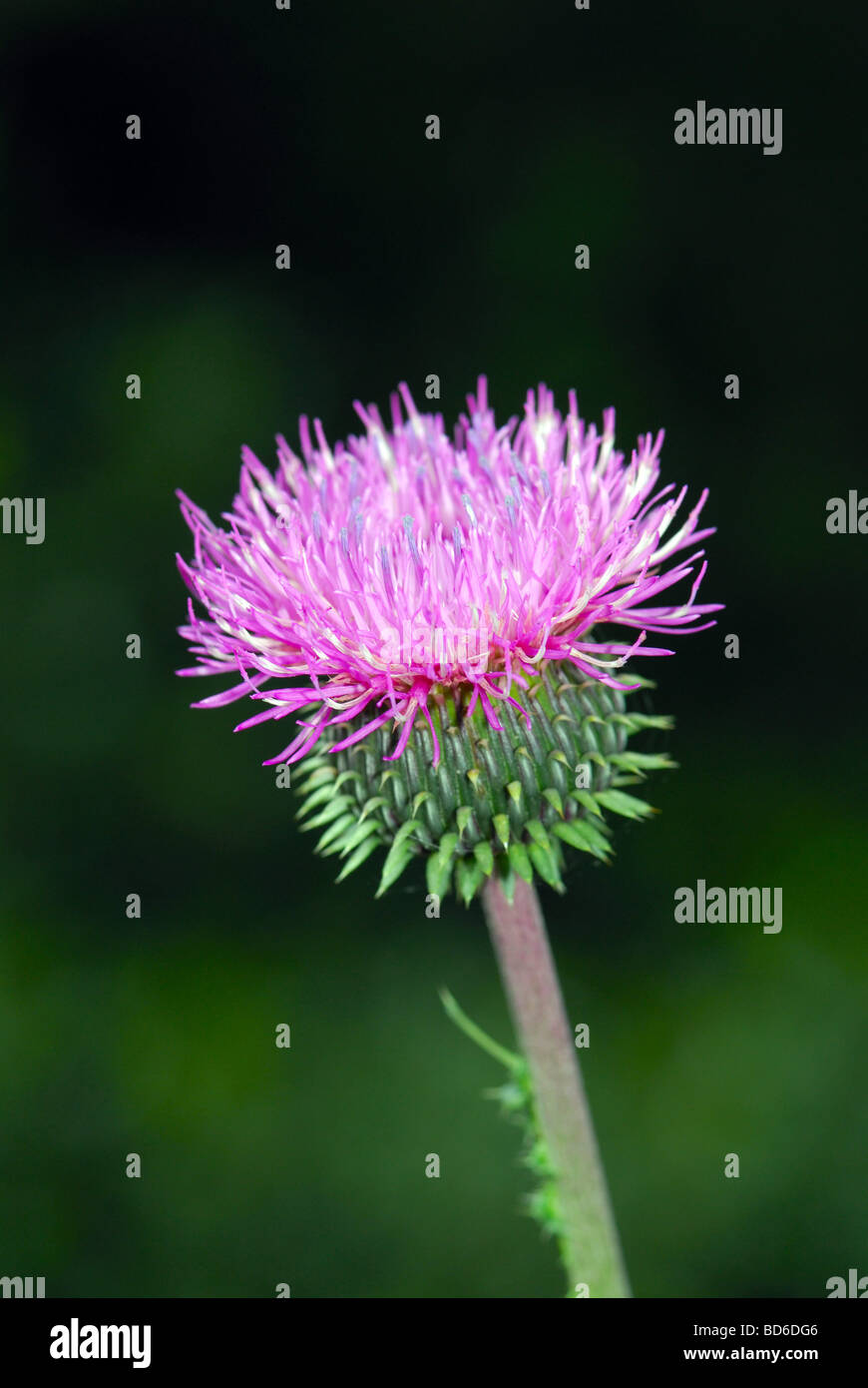 Spear Thistle, Bull thistle, Plumed thistle or Roadside thistle Stock ...