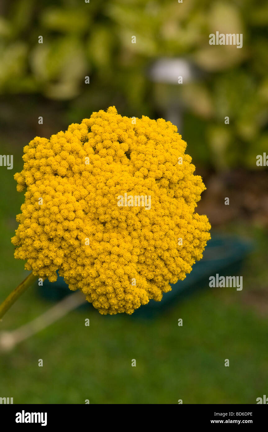 Yellow Achillea filipendulina Fernleaf Yarrow Stock Photo - Alamy
