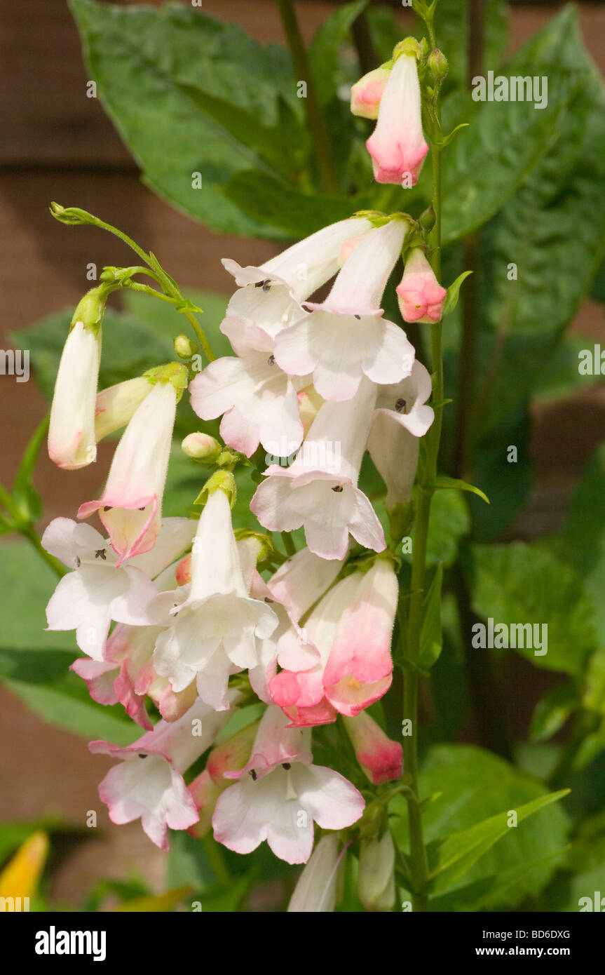 White Penstemon White Bedder Stock Photo - Alamy