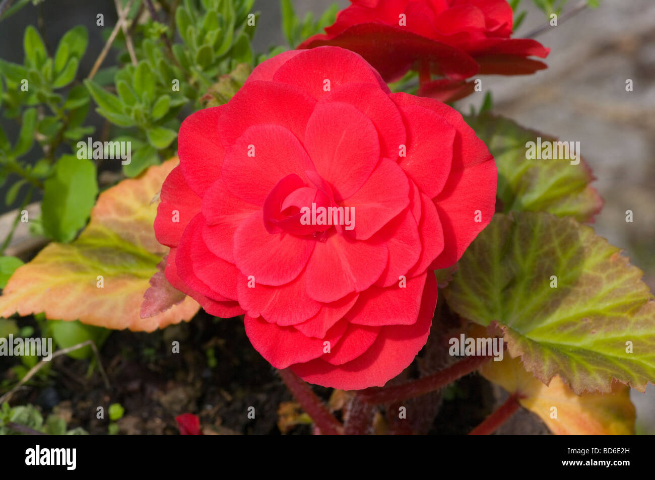 Tuberous begonia hi-res stock photography and images - Alamy