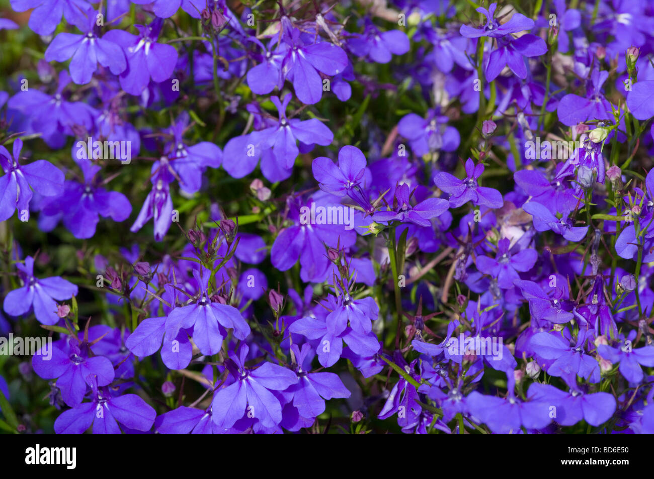 Lobelia Erinus High Resolution Stock Photography and Images - Alamy