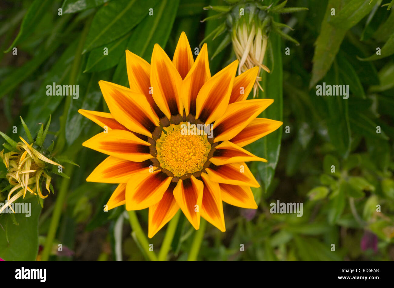 Gazania Treasure Flower Orange Flame Stock Photo - Alamy