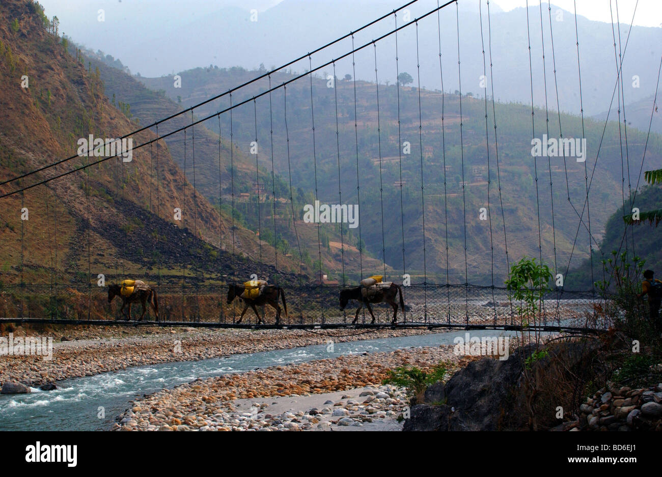 RUKUM DISTRICT NEPAL APRIL 17 2004 Donkeys the only mode of ...