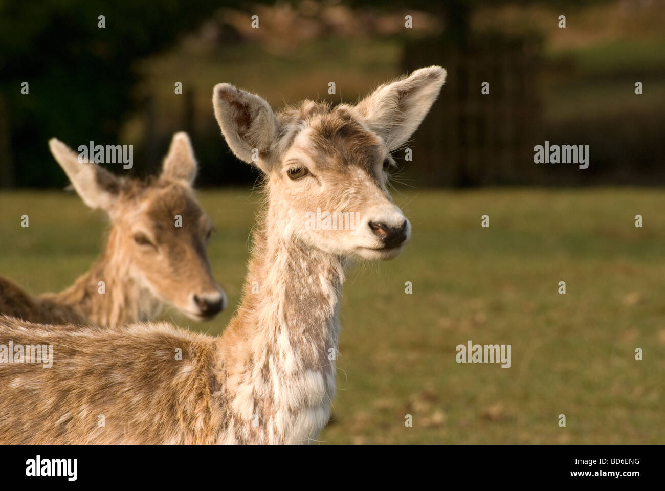 Deer at Knole Park Stock Photo - Alamy