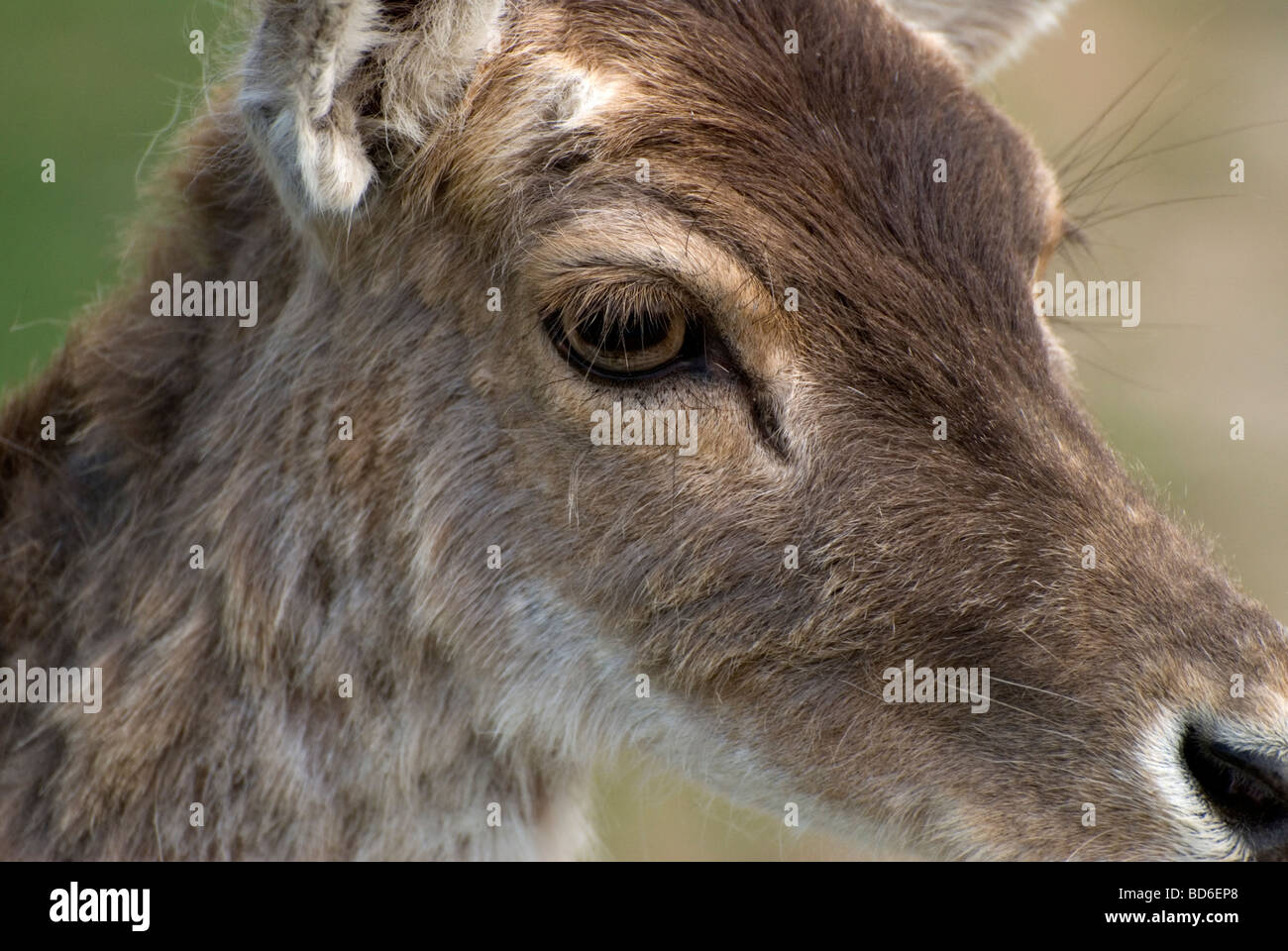 Knole park deer hi-res stock photography and images - Alamy