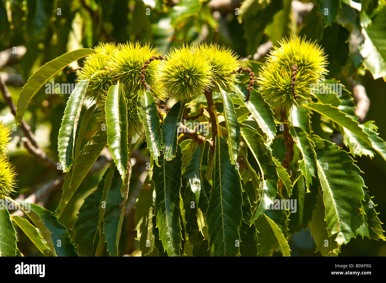 Spanish Chestnut Tree High Resolution Stock Photography and Images - Alamy