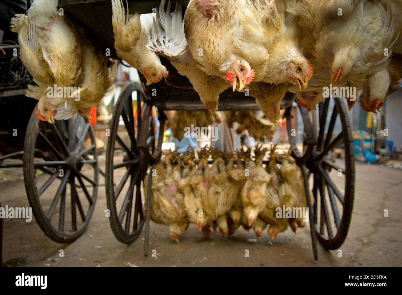 Chickens hang from rickshaws on their way to the market. (Photo by Ami ...