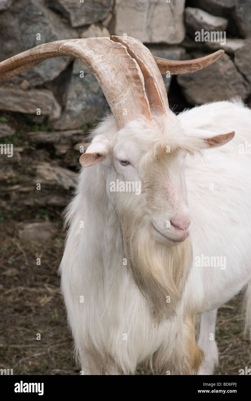 Long horn white goat hi-res stock photography and images - Alamy