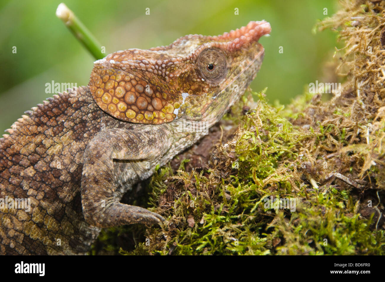 elephant ear chameleon (Calumma brevicornis) in Marojejy National Park ...