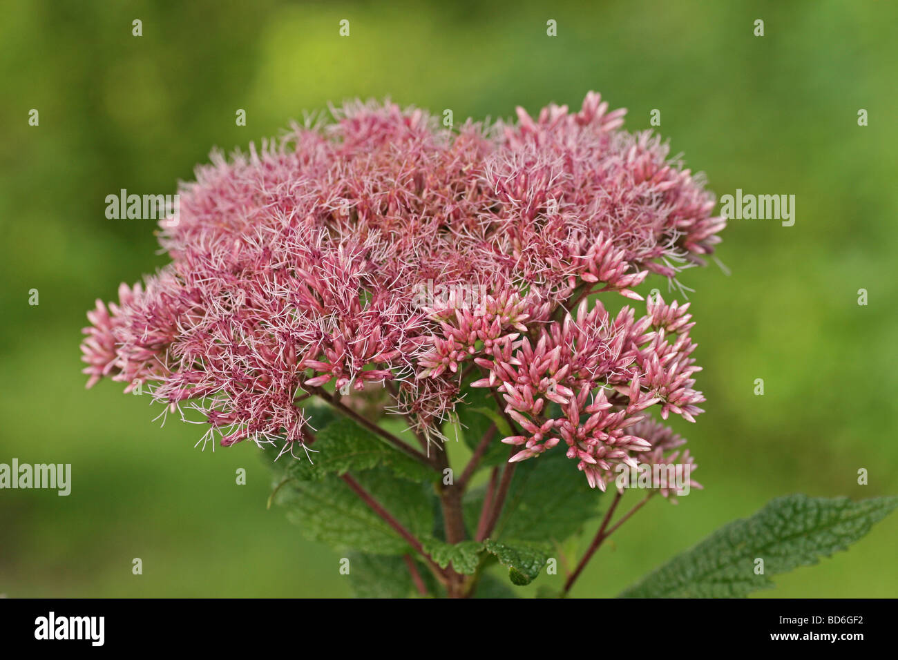 Joe pye weed hi-res stock photography and images - Alamy