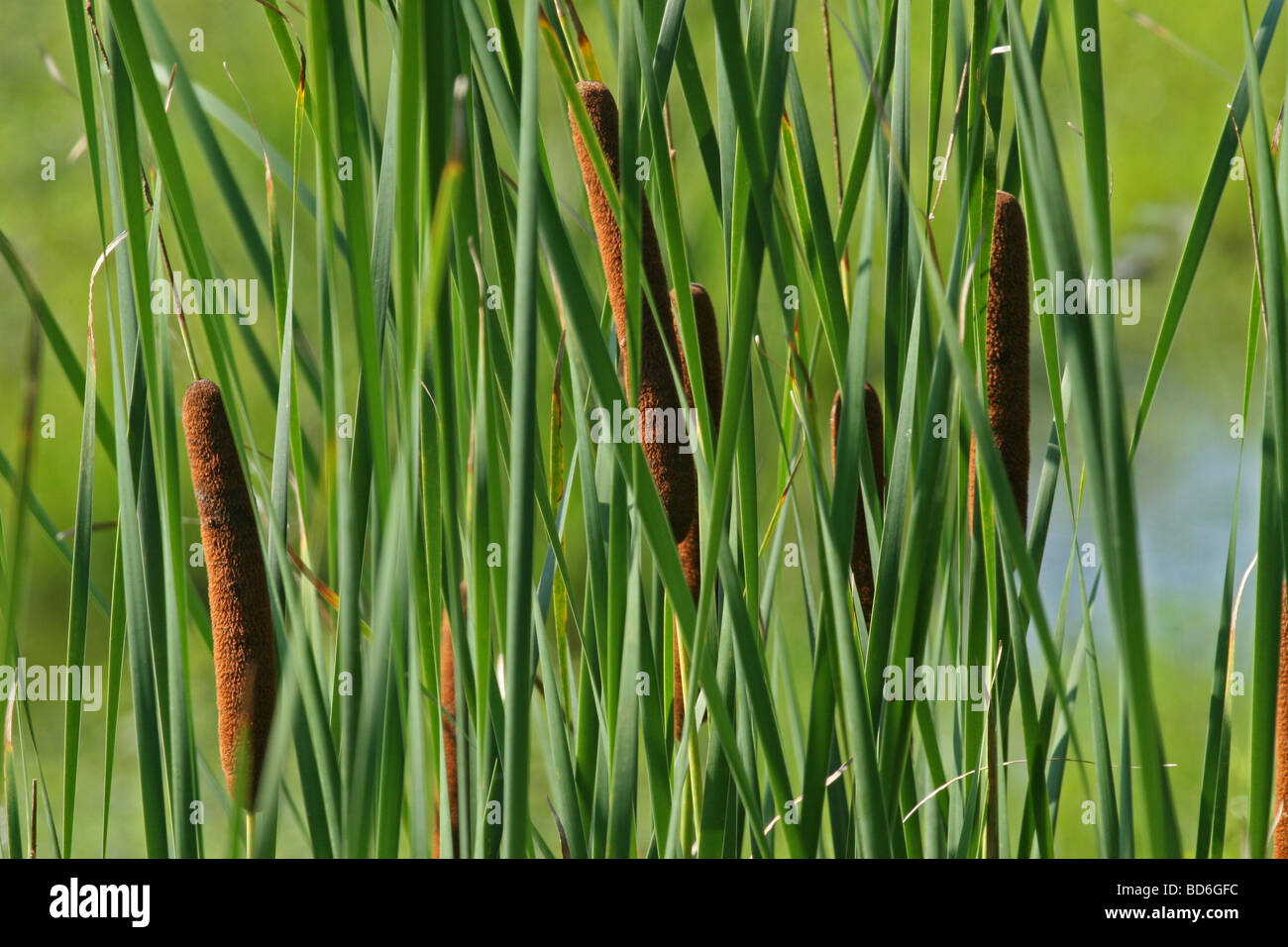 Narrow leafed cattail hi-res stock photography and images - Alamy