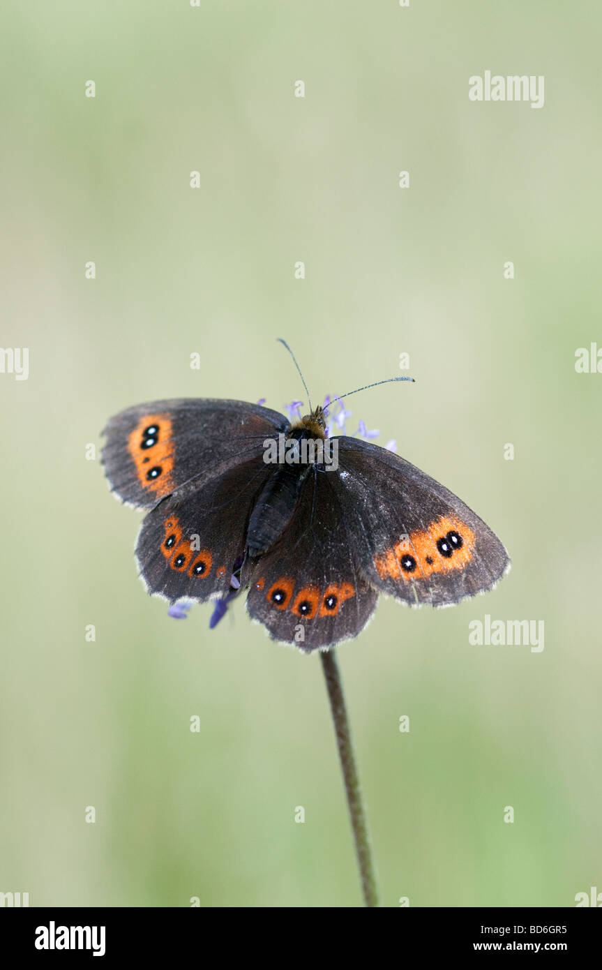 scotch argus erebia aethiops cairngorms national park highlands ...