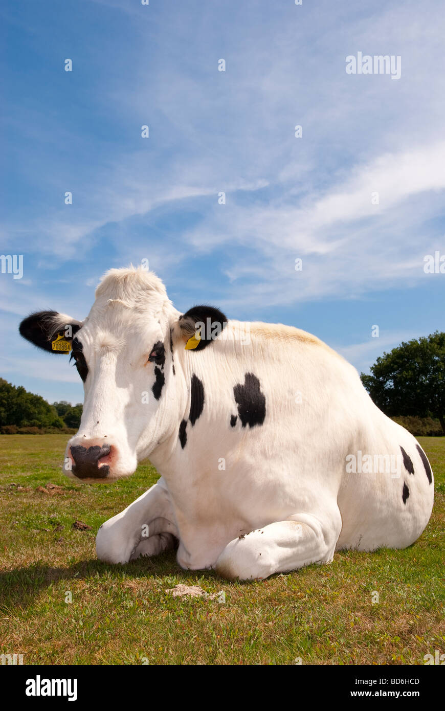 A Fresian Cow in the Suffolk countryside in the Uk Stock Photo - Alamy