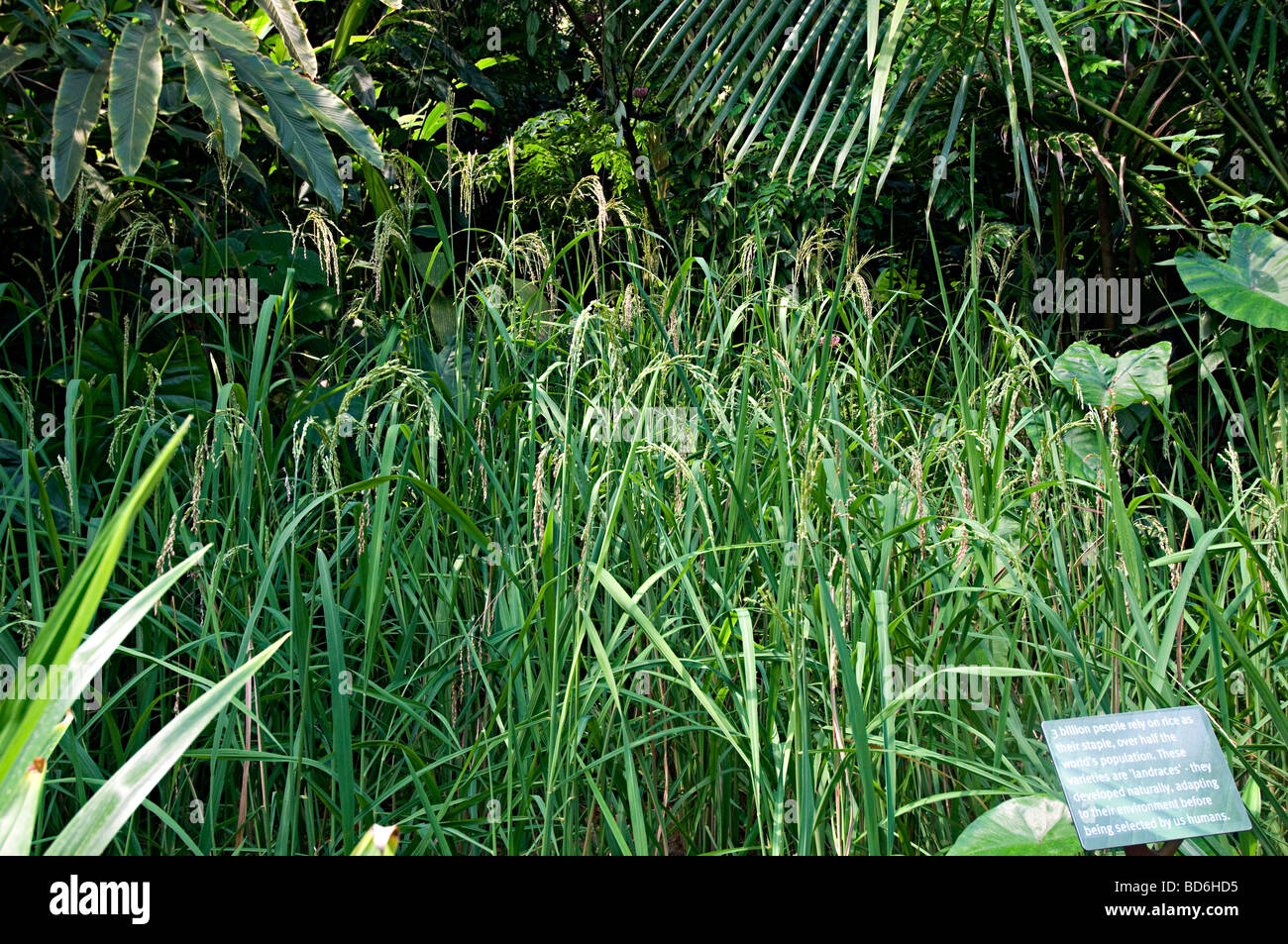 an example of a rice field at the eden project as an exhibit Stock ...
