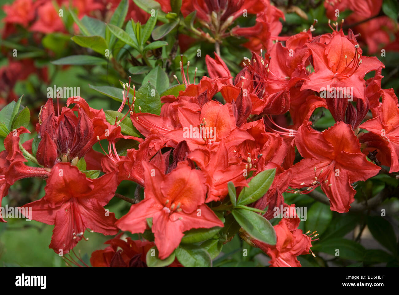 Rhododendron Lady Roseberry Ericaceae red flowers London UK Stock Photo ...