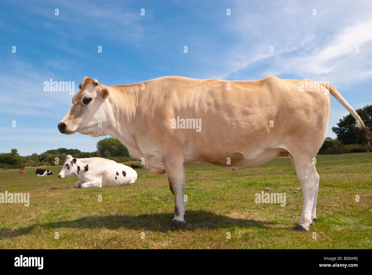 Suffolk cows hi-res stock photography and images - Alamy