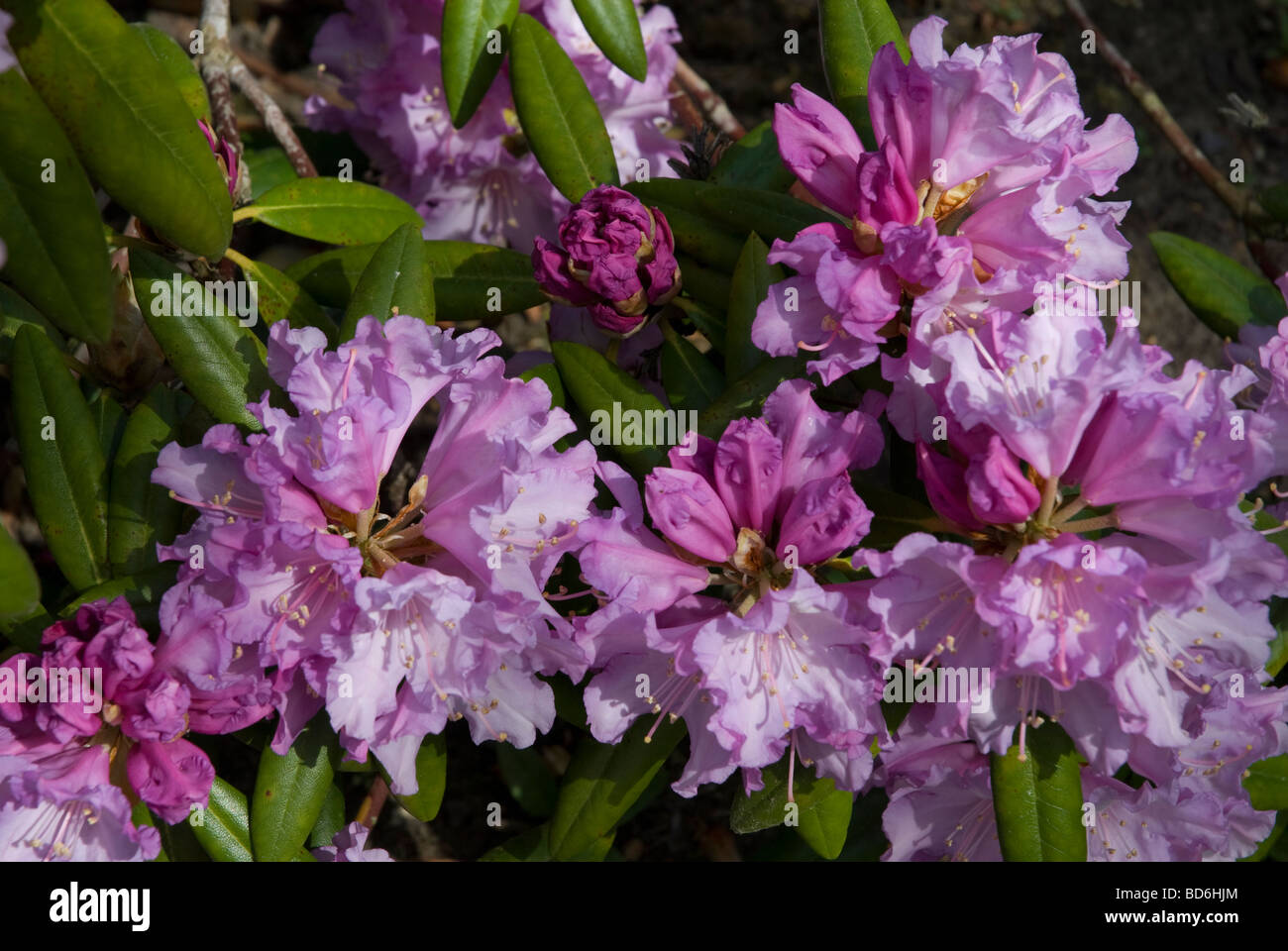 Rhododendron yakushimanum hi-res stock photography and images - Alamy