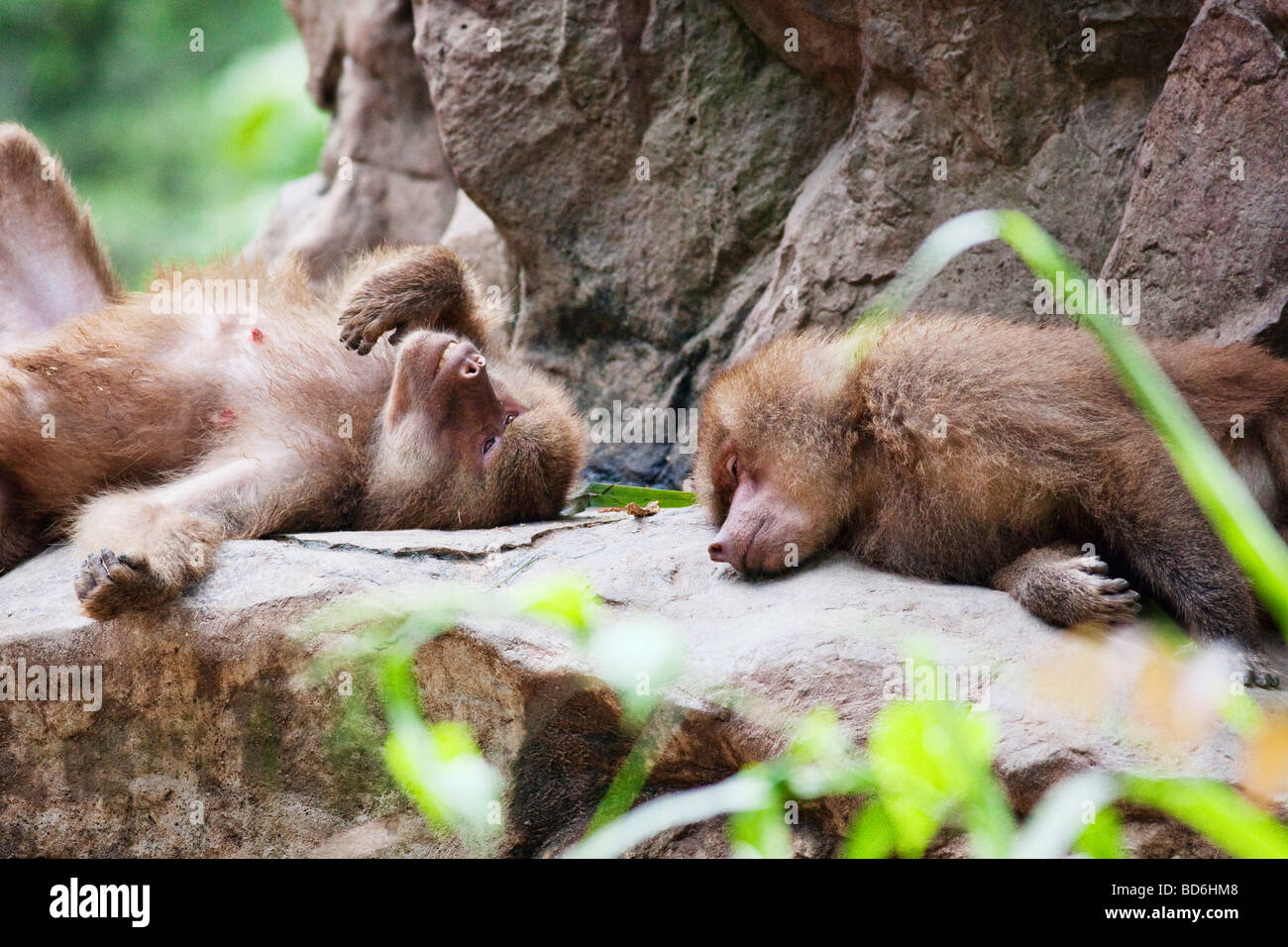 Baboon sleeping hi-res stock photography and images - Alamy