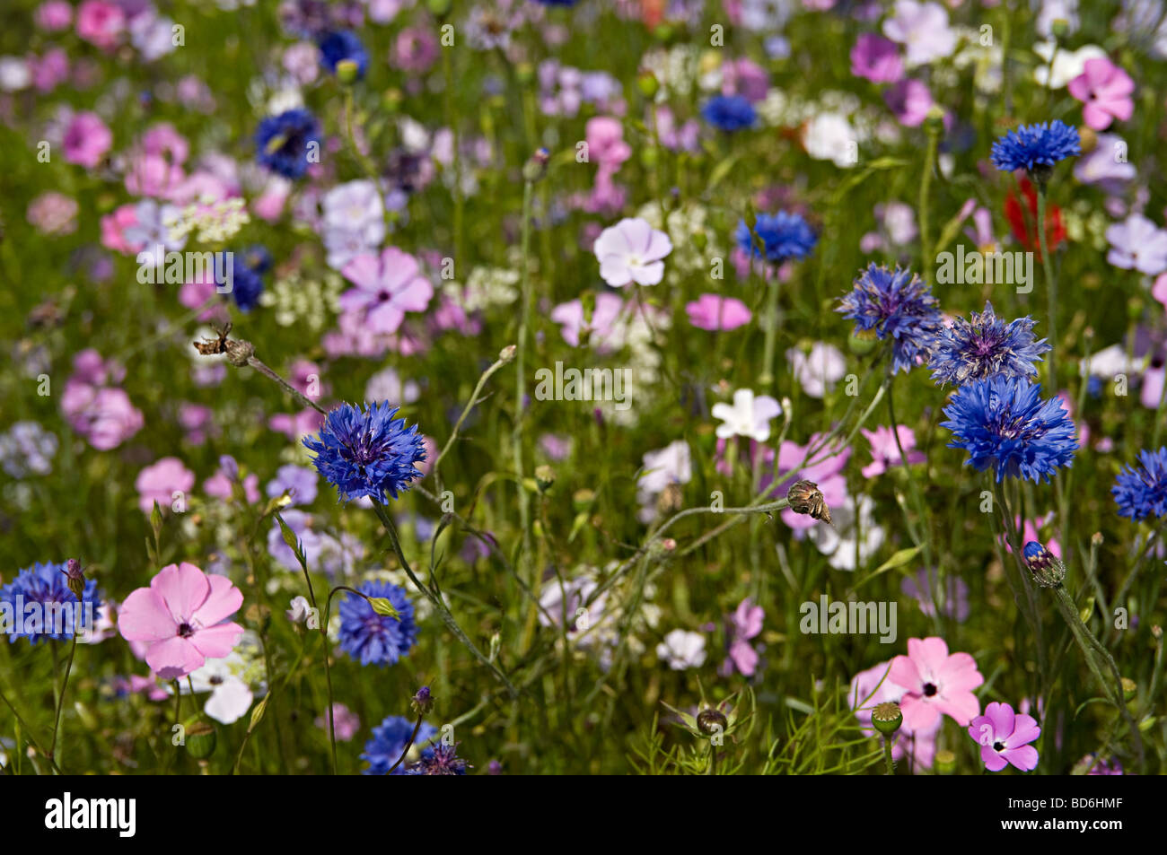 meadow flowers in an open green field flowering in the country side ...