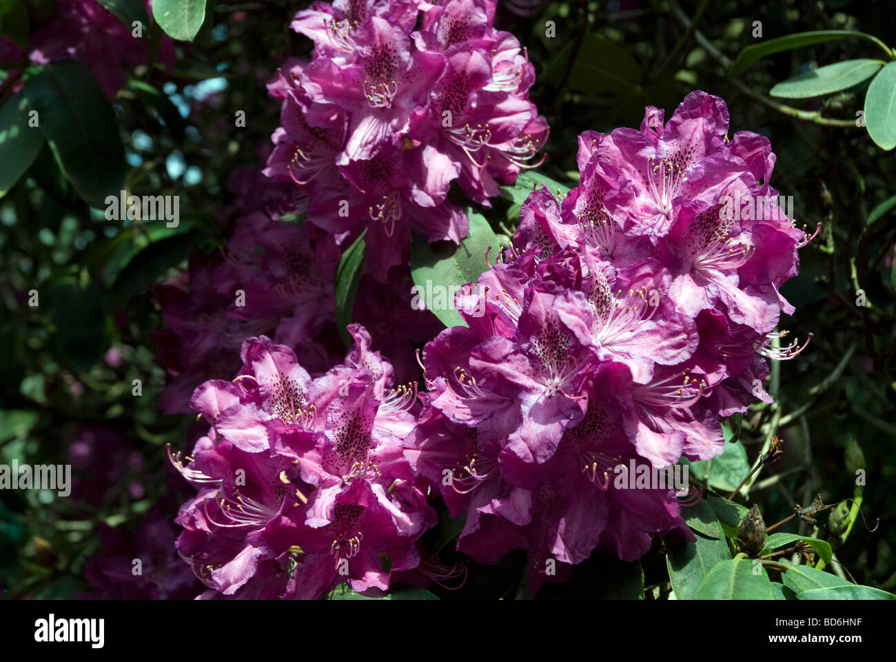 Mauve rhododendron hi-res stock photography and images - Alamy