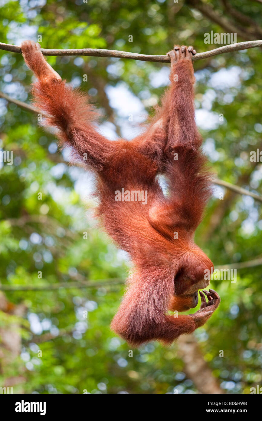 Portrait of an orangutan hanging from a tree Stock Photo - Alamy