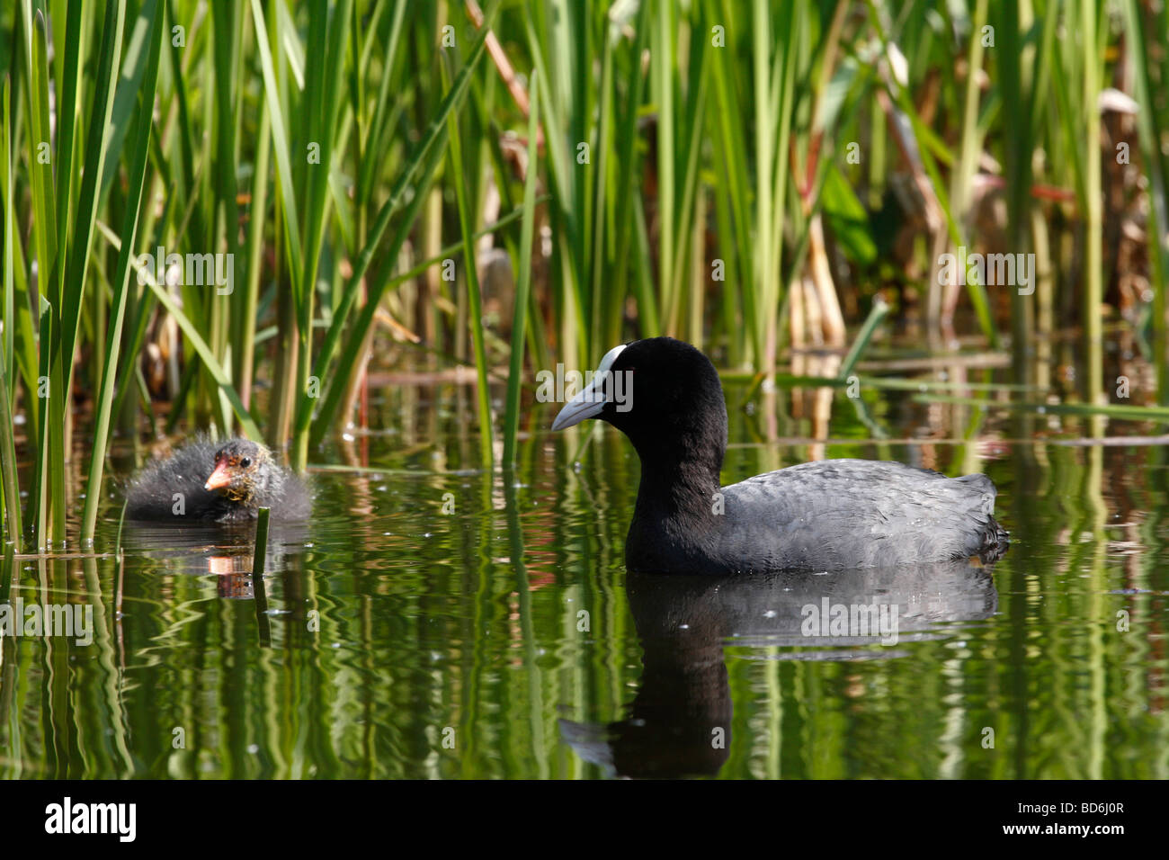 Coot with young chicks Fairburn Ings RSPB Nature Reserve Castleford ...
