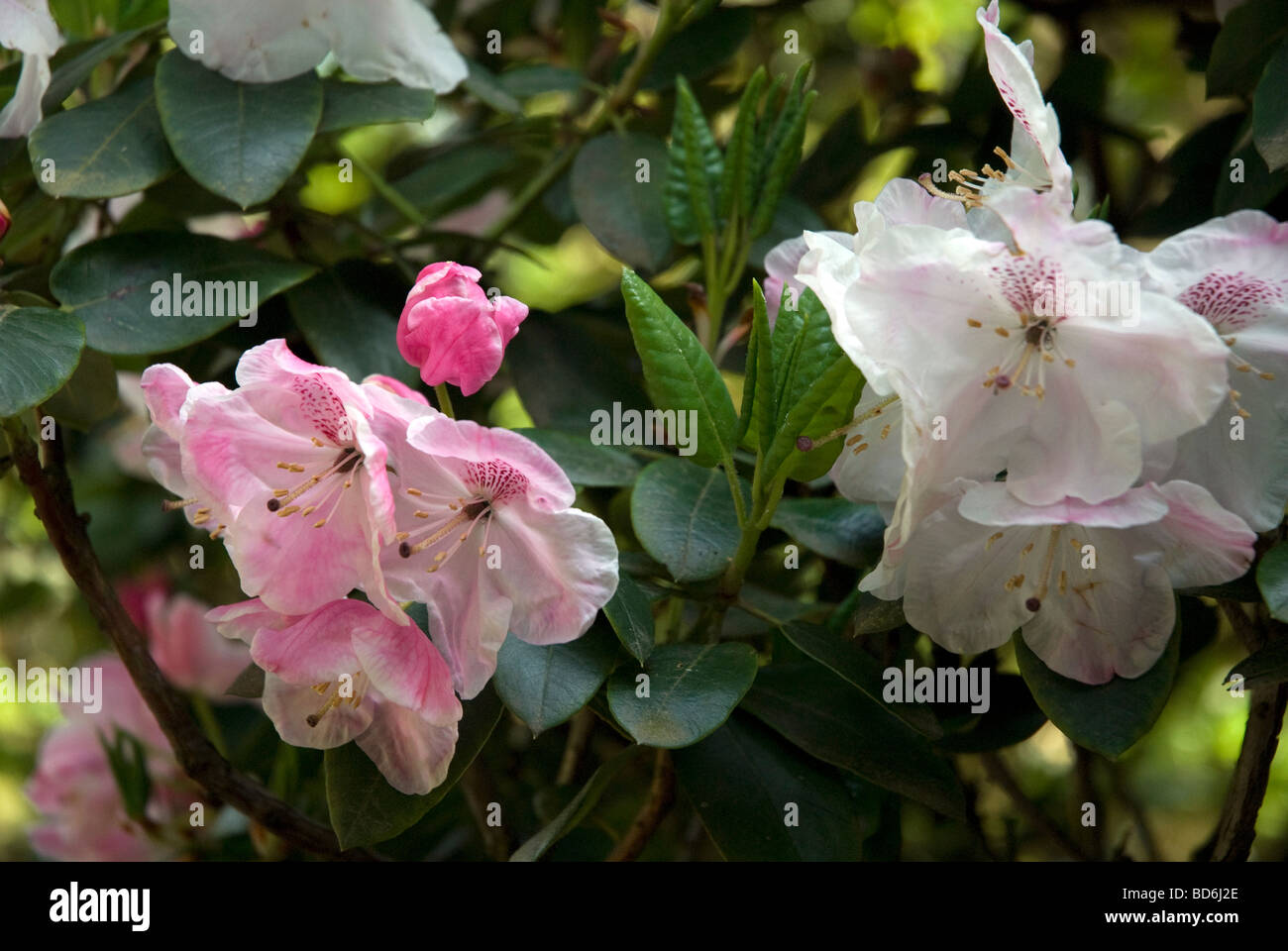 Rhododendron rosa mundi hi-res stock photography and images - Alamy