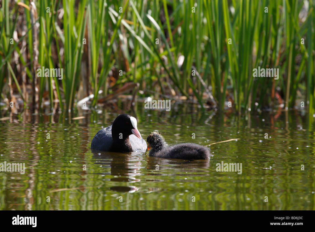 Coot with young chicks Fairburn Ings RSPB Nature Reserve Castleford ...