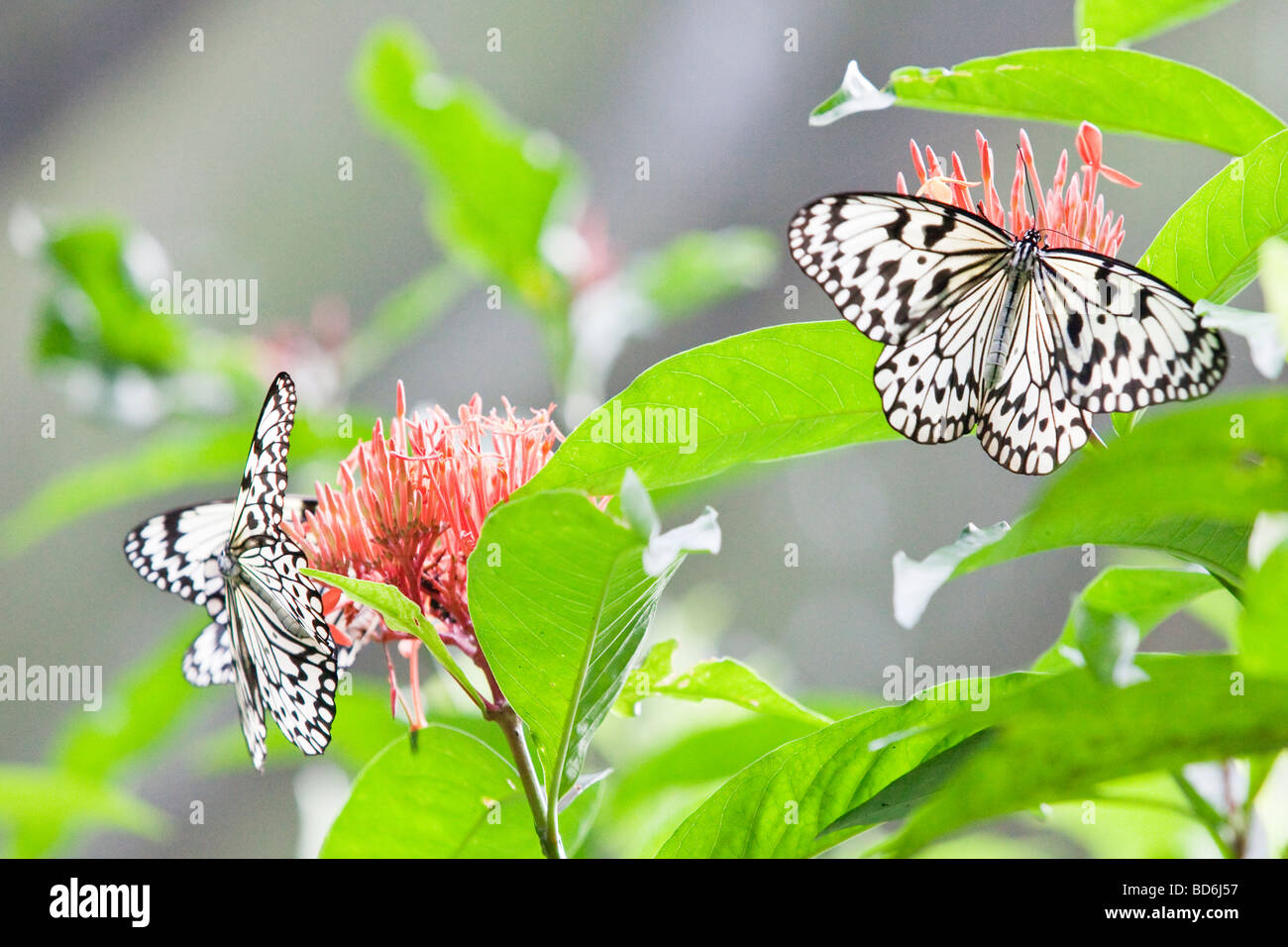 Tree nymph butterflies hi-res stock photography and images - Alamy