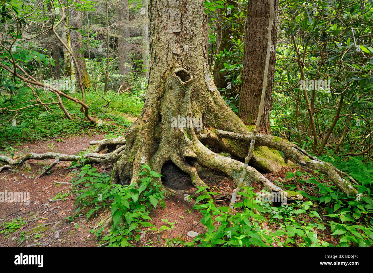 Gnarly tree roots hi-res stock photography and images - Alamy
