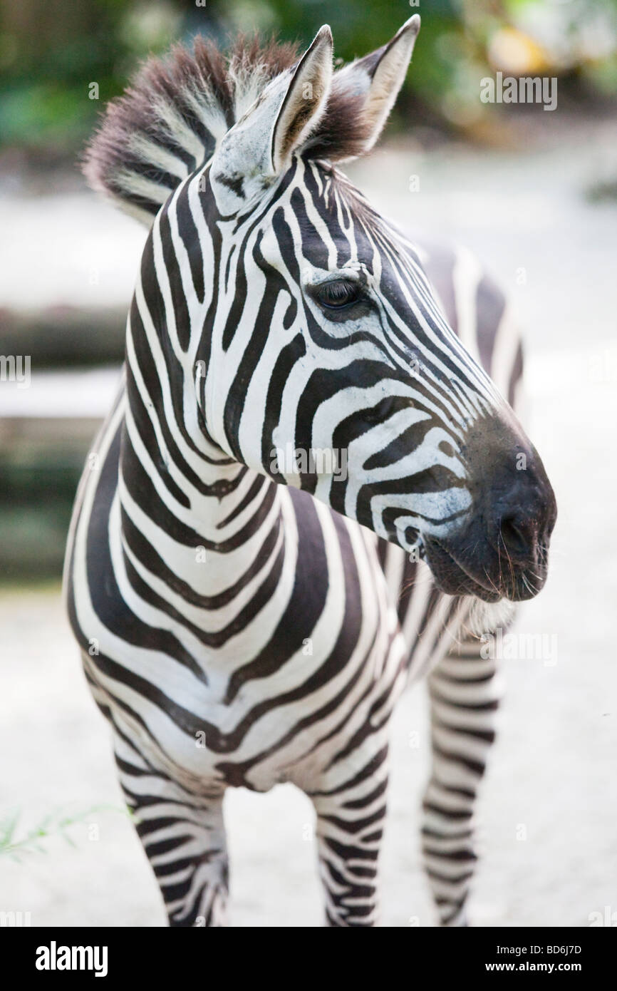 Zebra head profile hi-res stock photography and images - Alamy