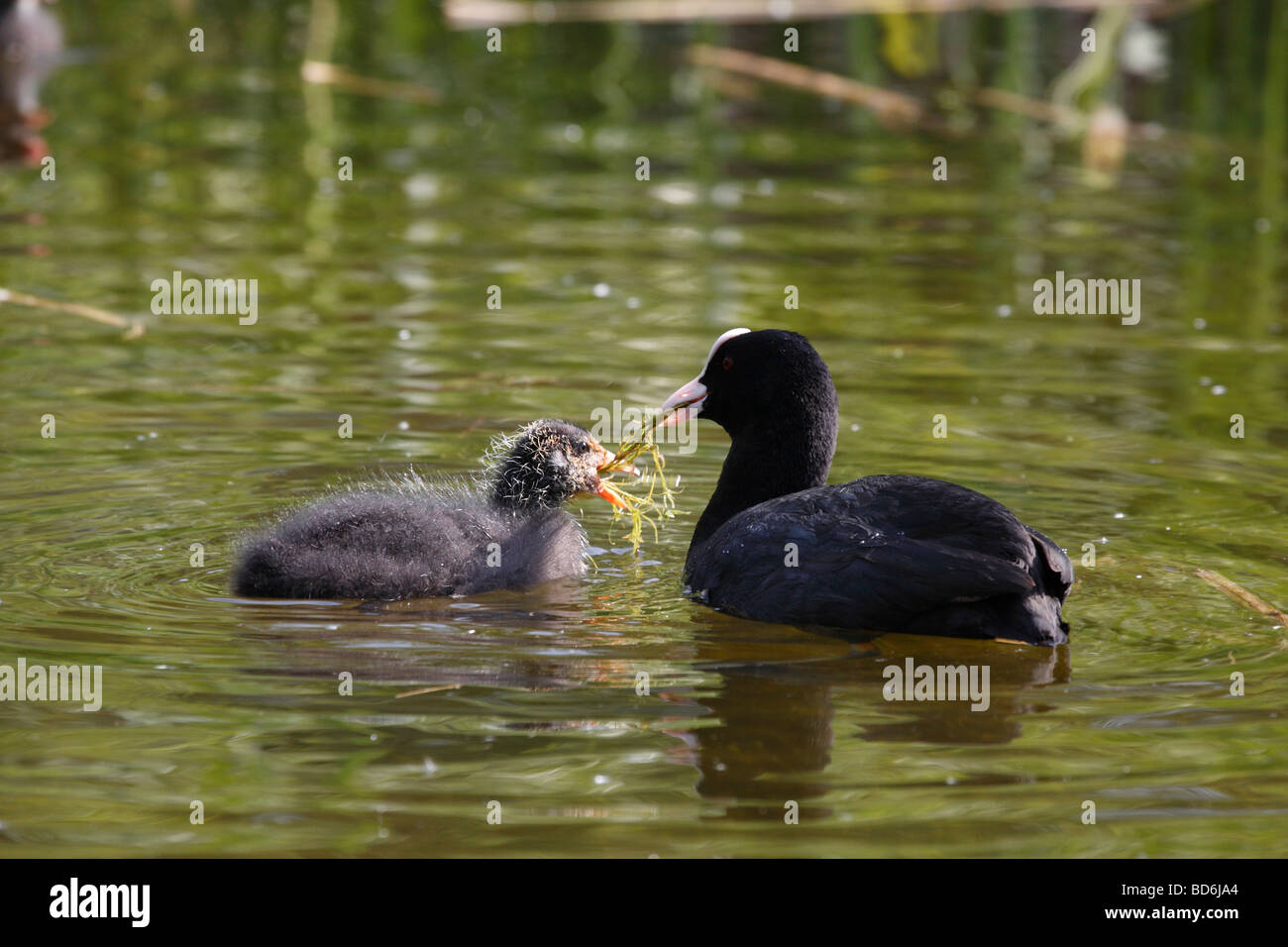 Coot with young chicks Fairburn Ings RSPB Nature Reserve Castleford ...
