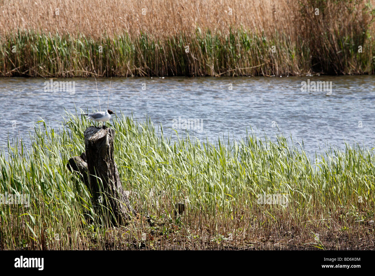 Potteric Carr Nature Reserve near Doncaster May 2009 Stock Photo - Alamy