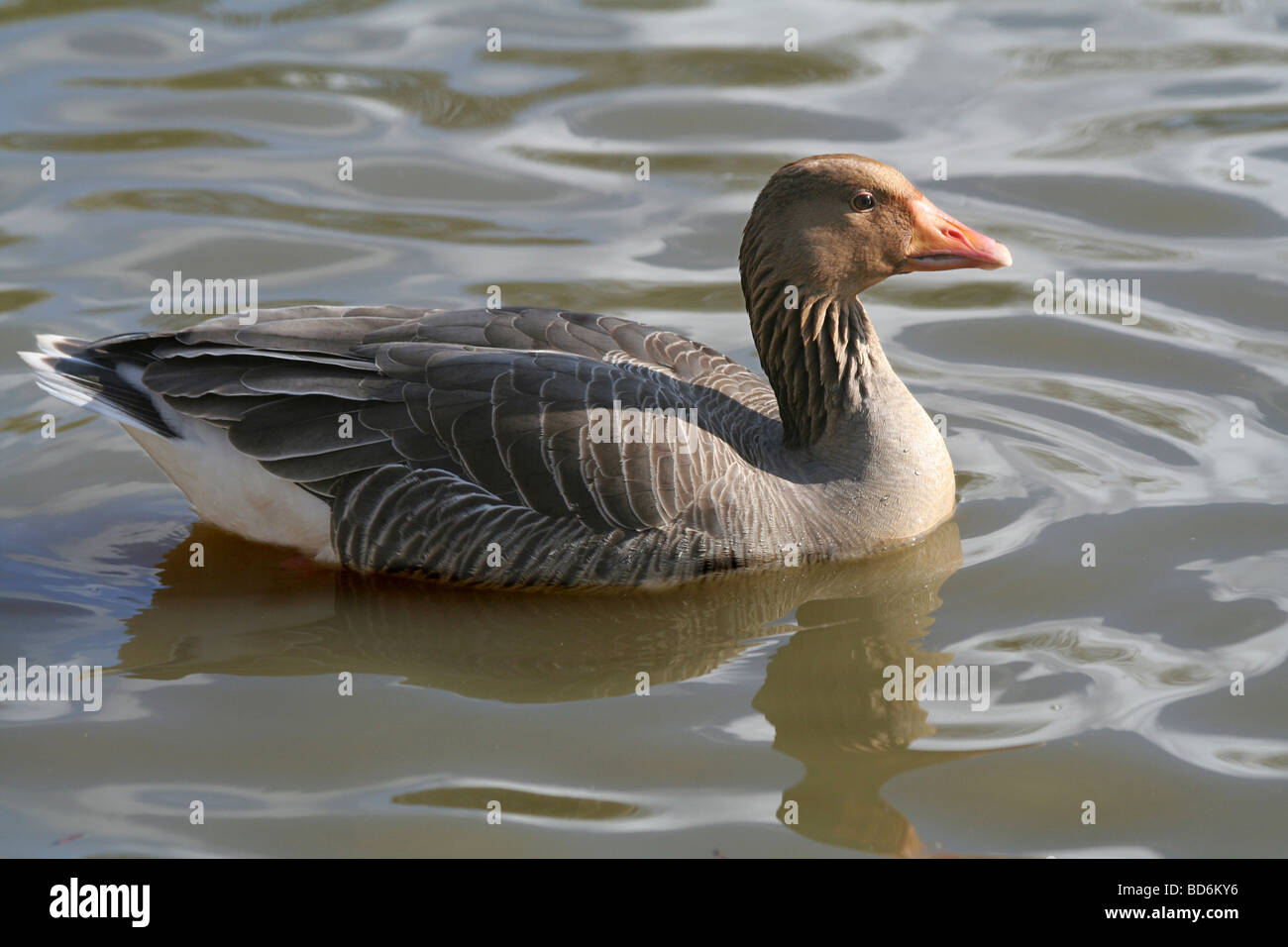 Greylag Goose Anser anser Stock Photo - Alamy