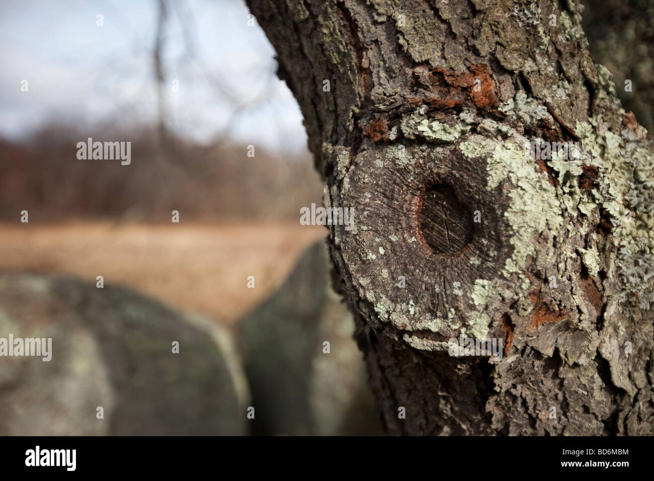 Old snag tree on hi-res stock photography and images - Alamy