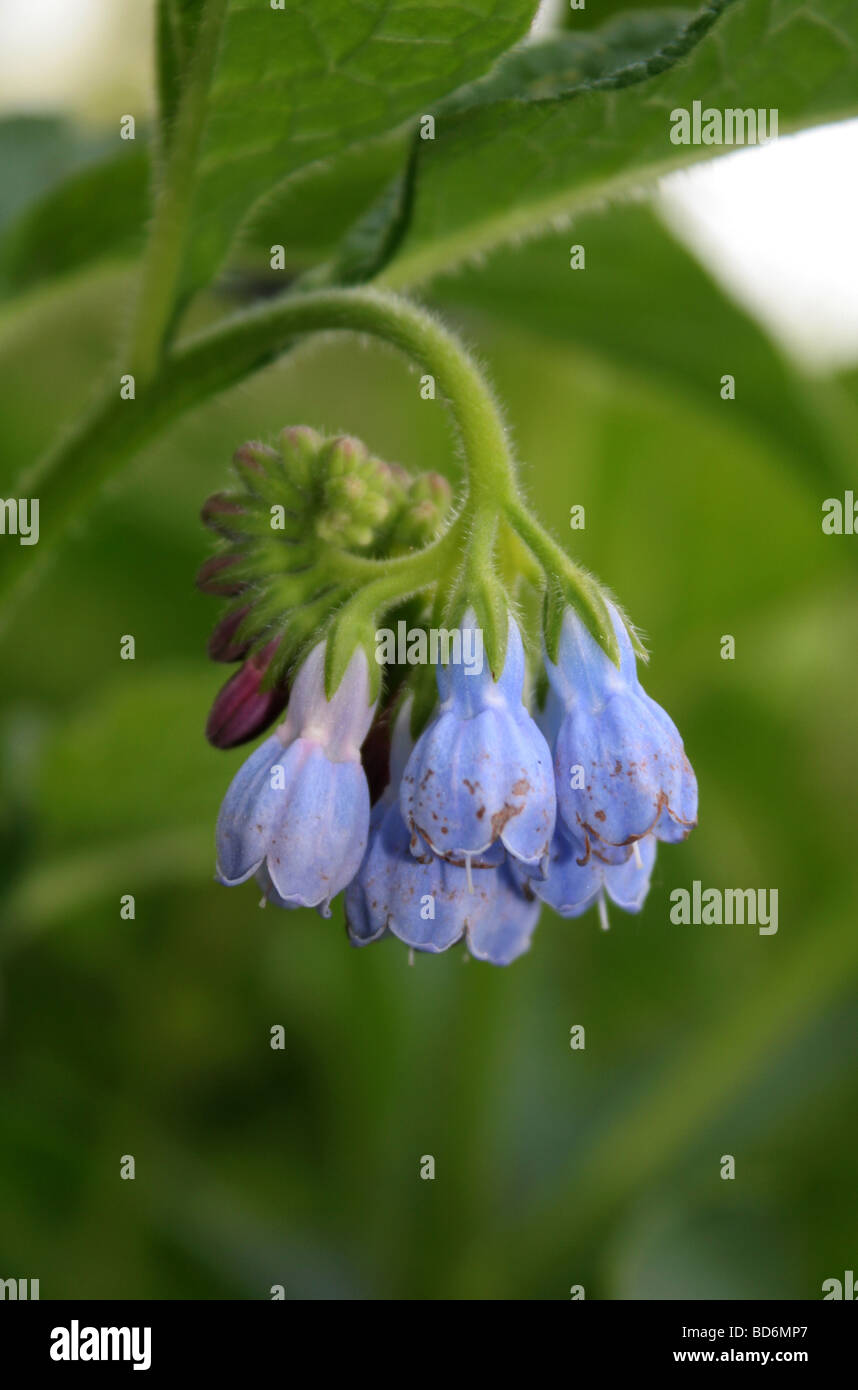 Common Comfrey flower Stock Photo - Alamy