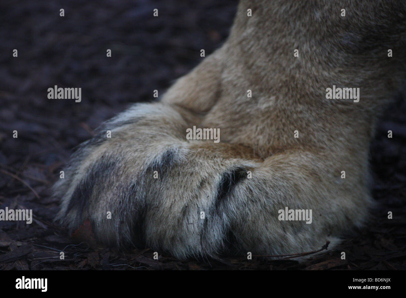 A lions paw Stock Photo - Alamy