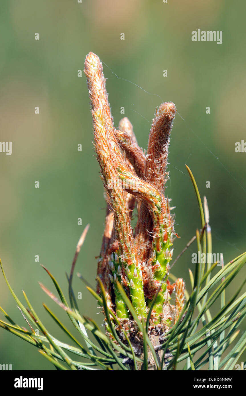 Photography of pinetree hi-res stock photography and images - Alamy