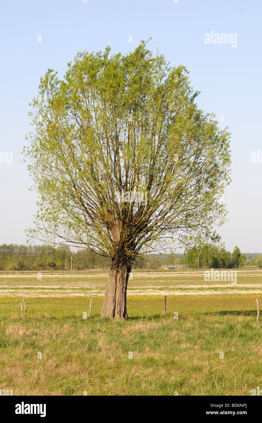 Willowtree hi-res stock photography and images - Alamy
