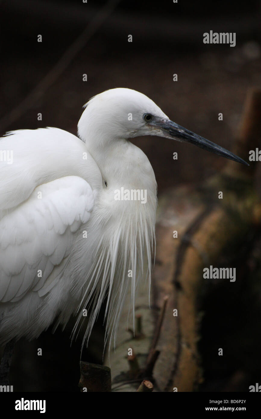 A white bird Stock Photo - Alamy