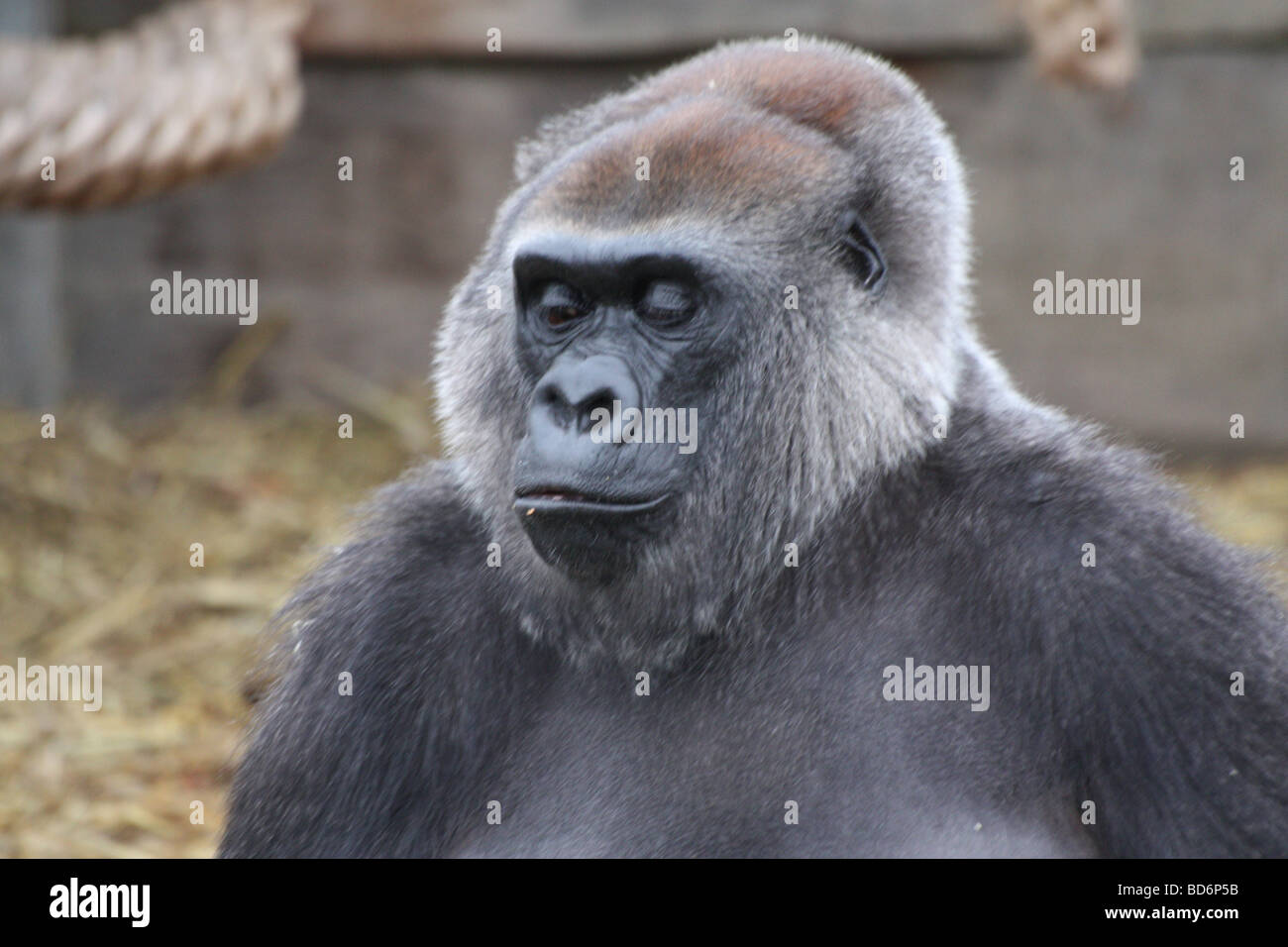 Gorilla proud smug hi-res stock photography and images - Alamy