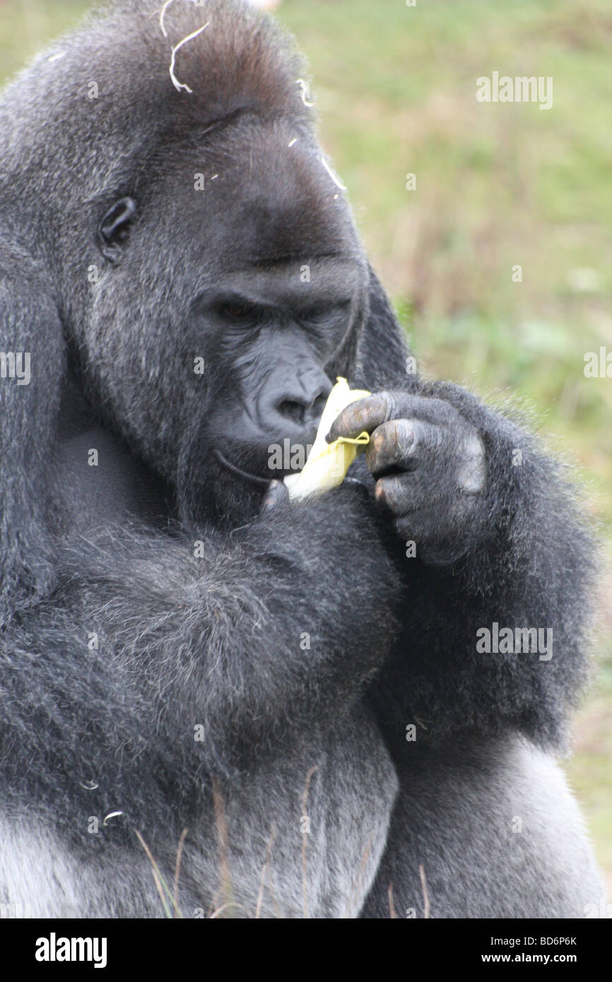 A gorilla eating Stock Photo - Alamy
