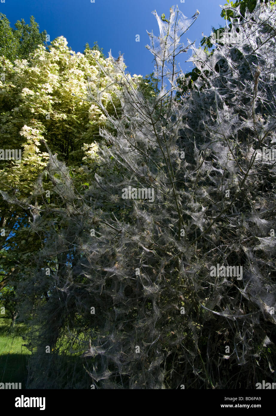 a shrub completely defoliated by an infestation of moth caterpillars ...
